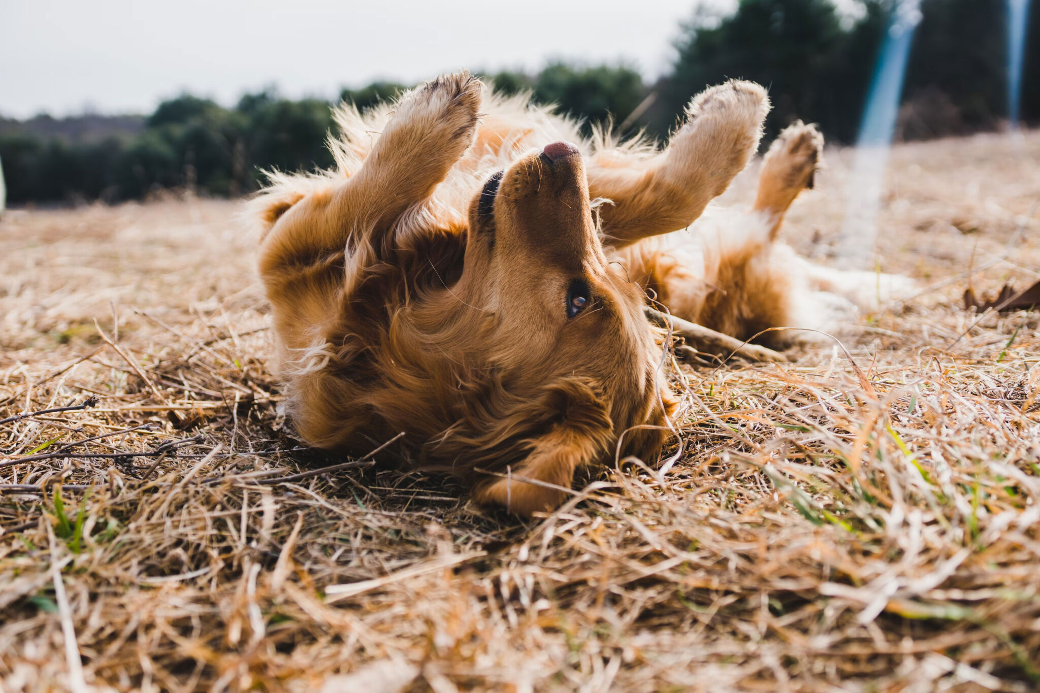 Raw Dog Food & Dog Treats From Albion Pet Foods