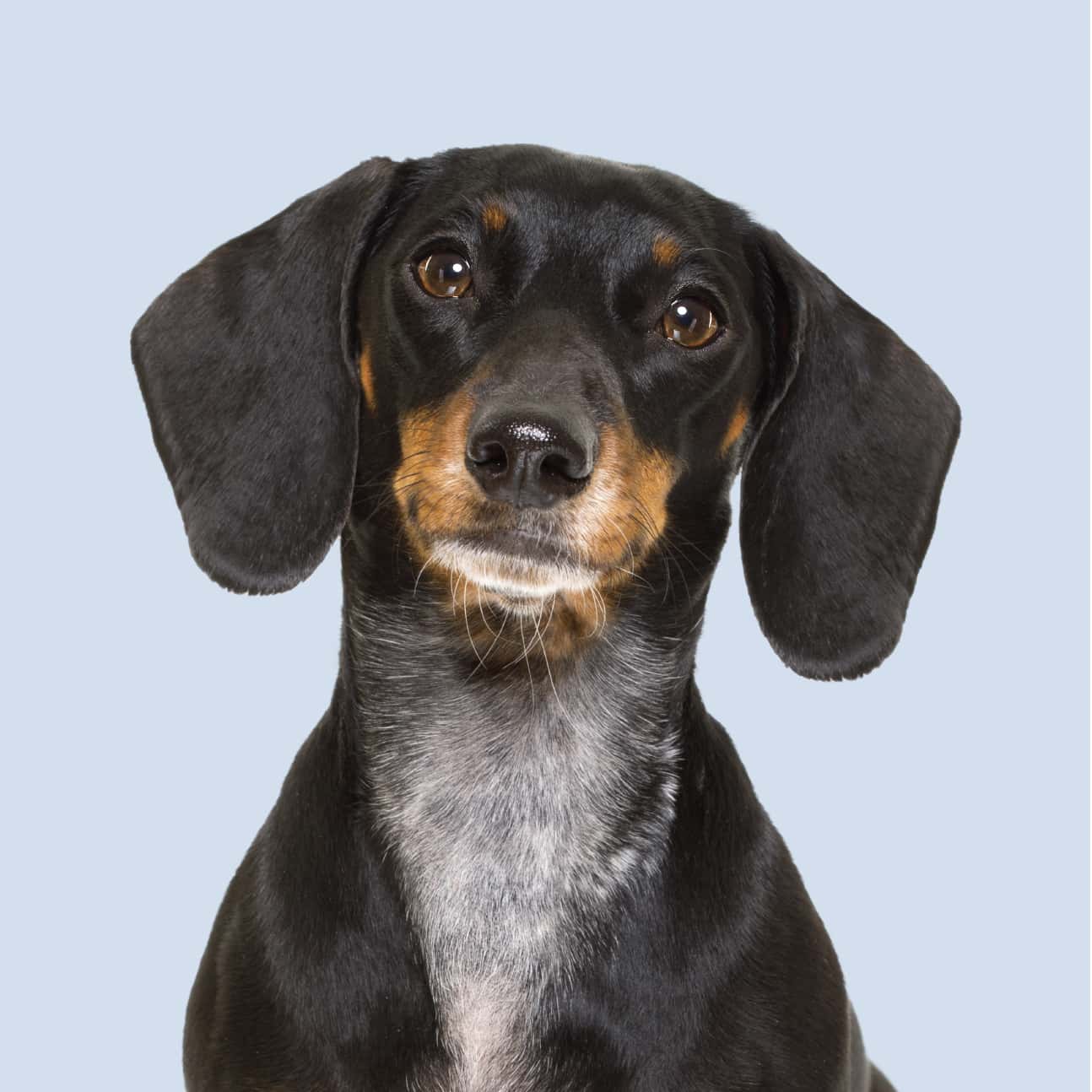 Raw Dog Food & Dog Treats From Albion Pet Foods