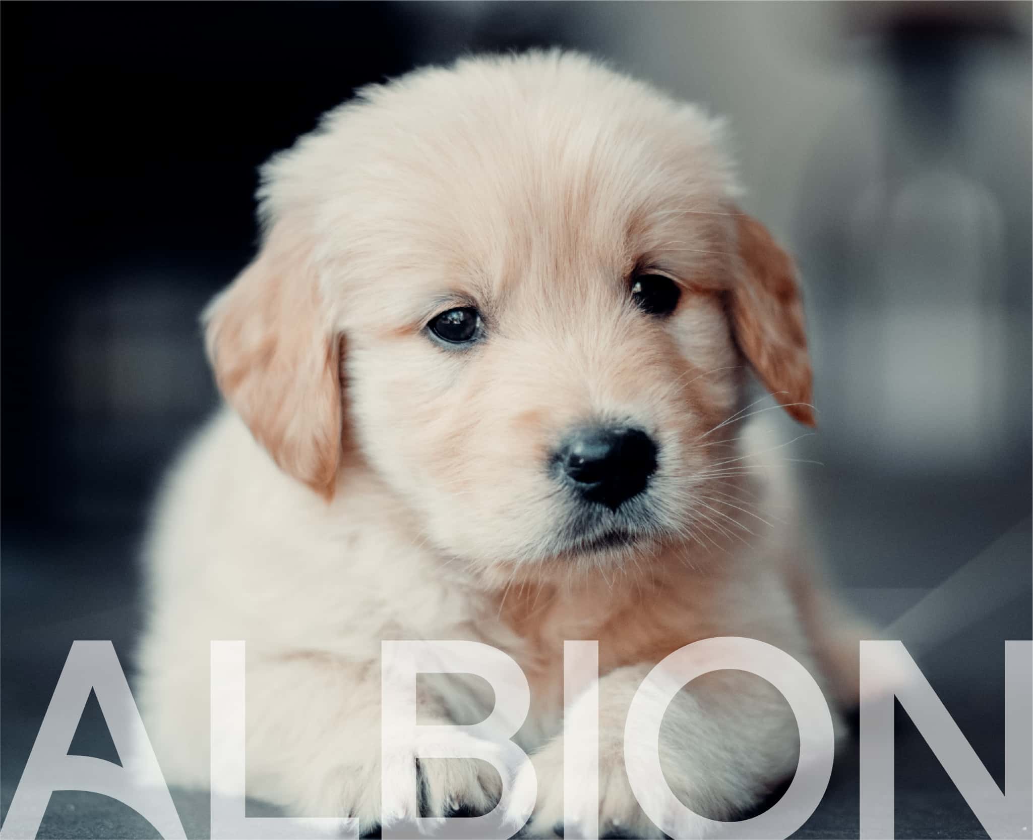 Complete Puppy - Albion Pet Foods