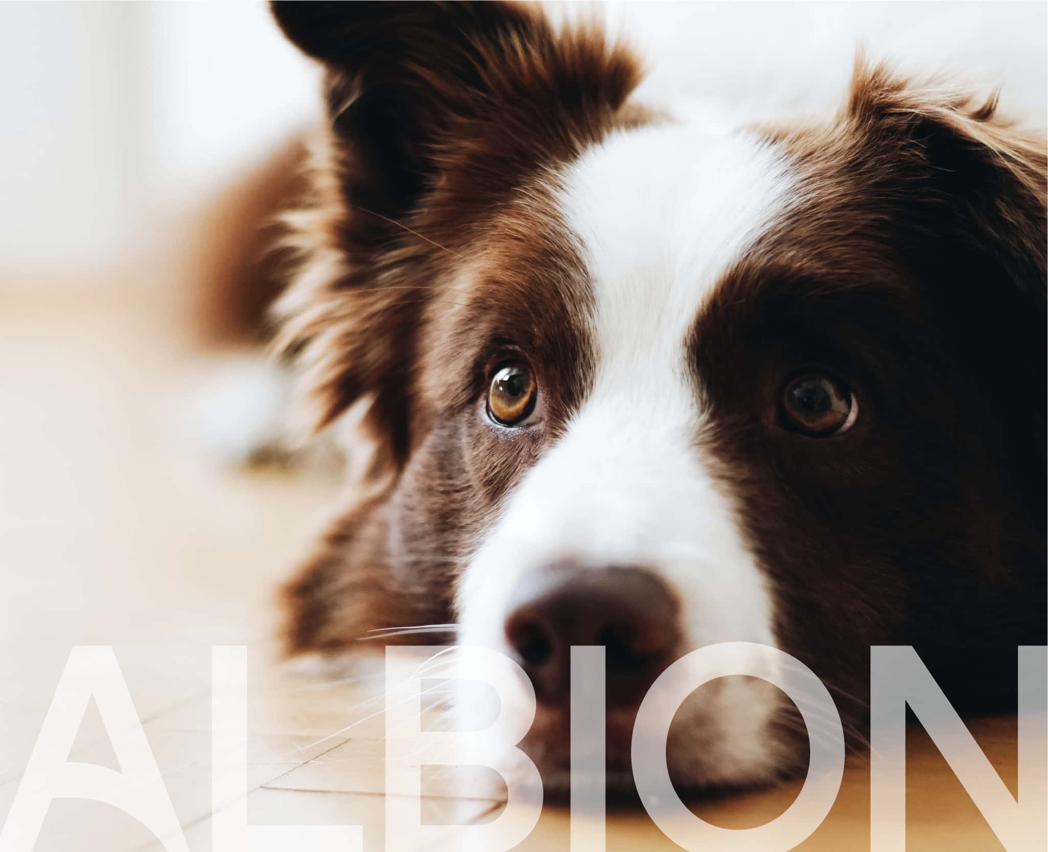 Raw Dog Food – Albion Pet Foods