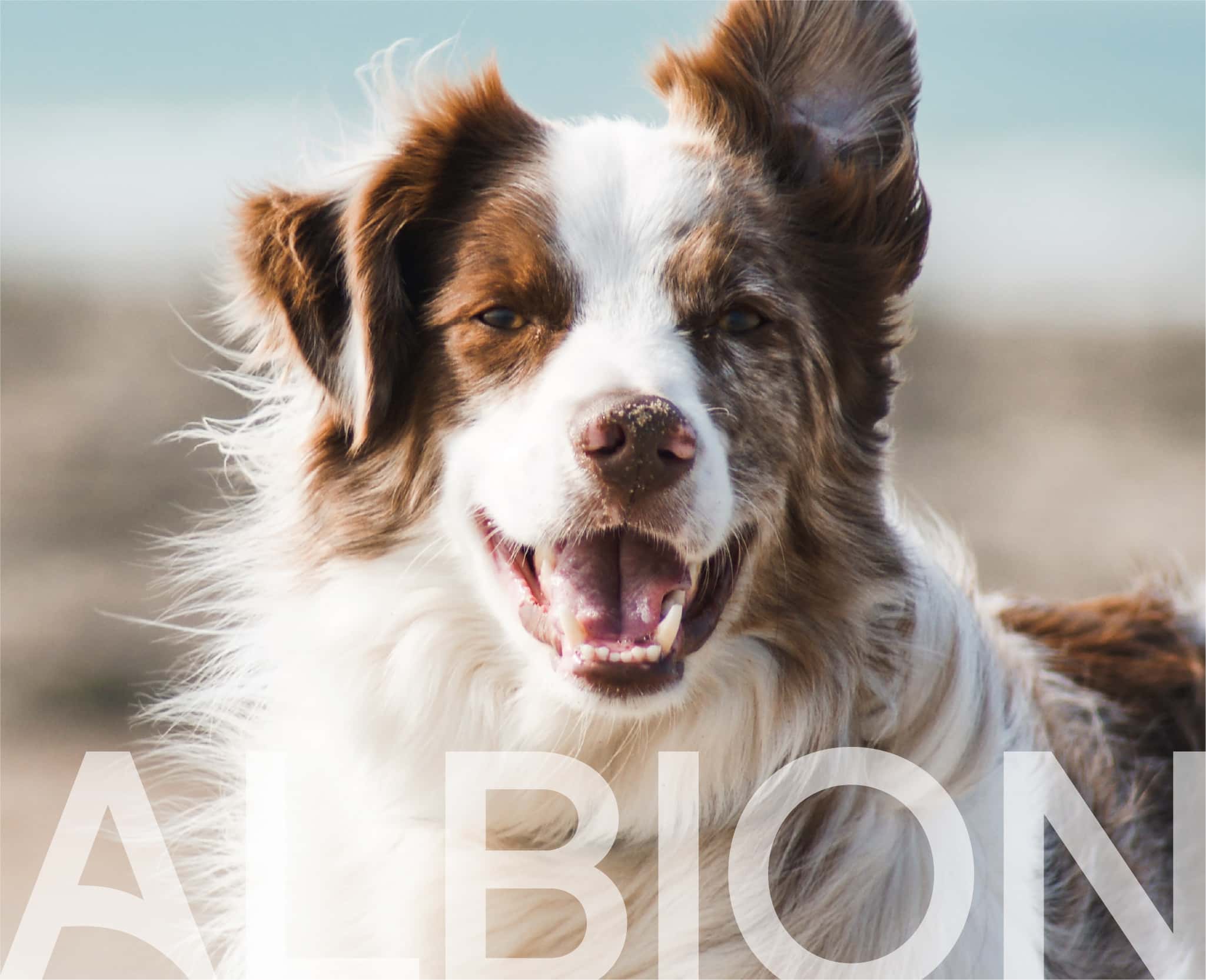 Standard Mince - Albion Pet Foods